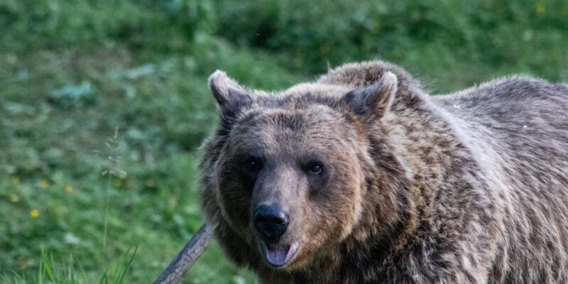 What's on & events - Five Sisters Zoo