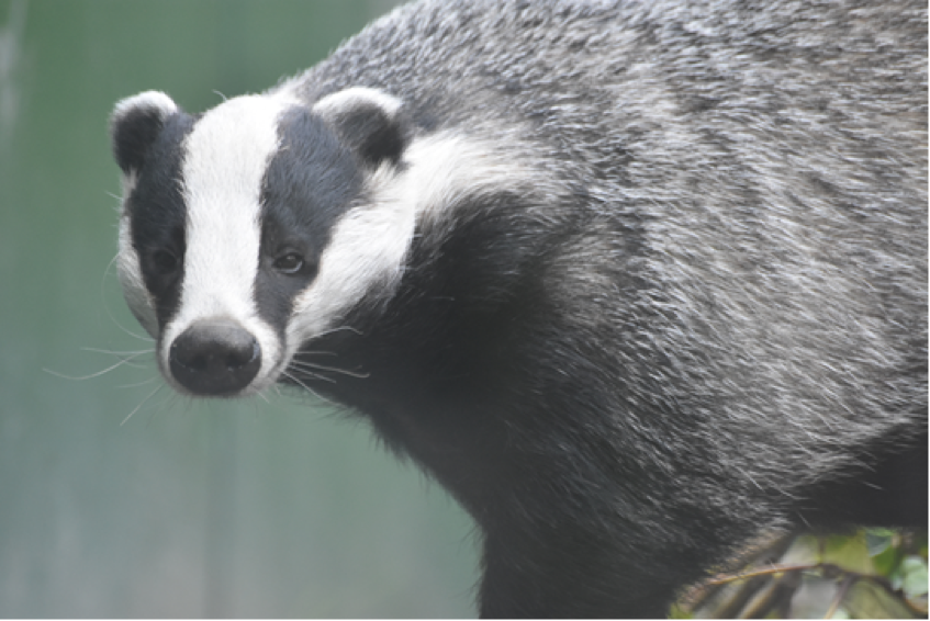 Eurasian Badger - Five Sisters Zoo