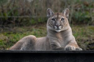 Puma Enclosure Fund - Five Sisters Zoo