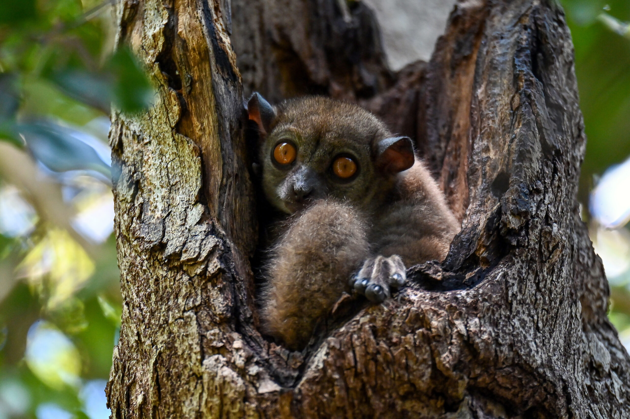 Grey Mouse Lemur - Five Sisters Zoo