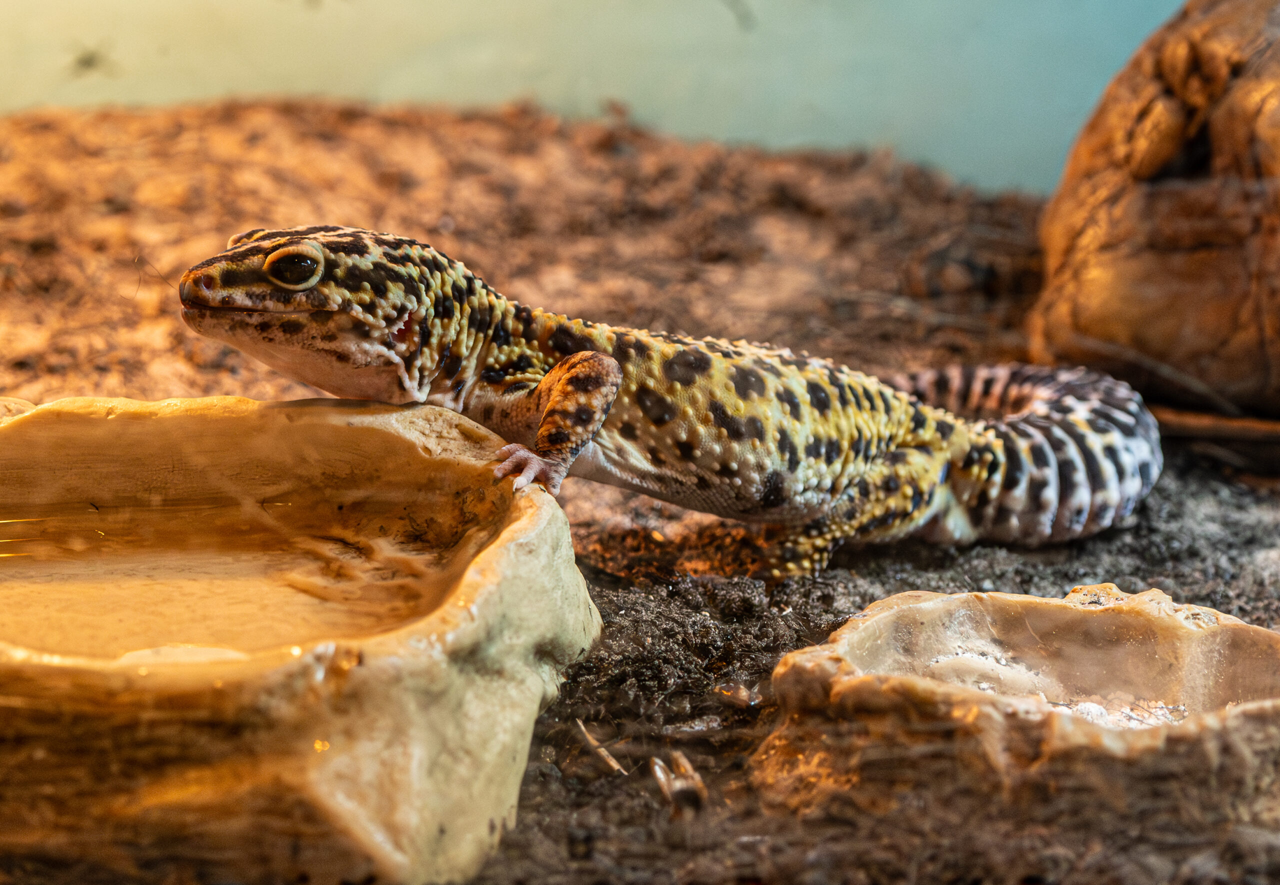 Leopard Gecko - Five Sisters Zoo